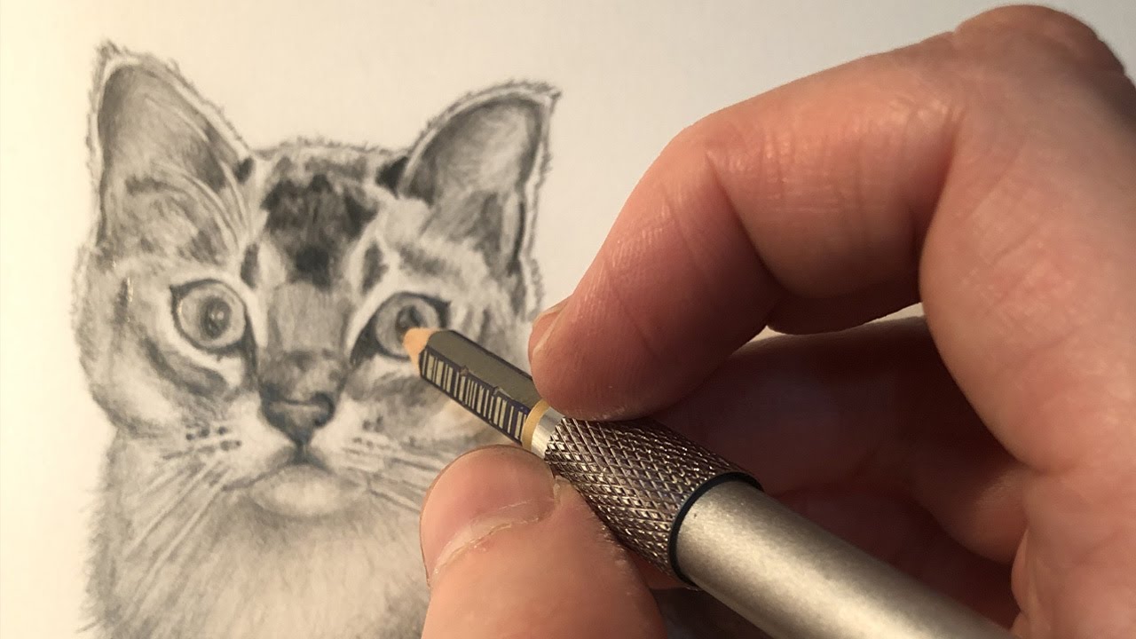 Drawing Process: Maximus the cat pencil illustration - YouTube