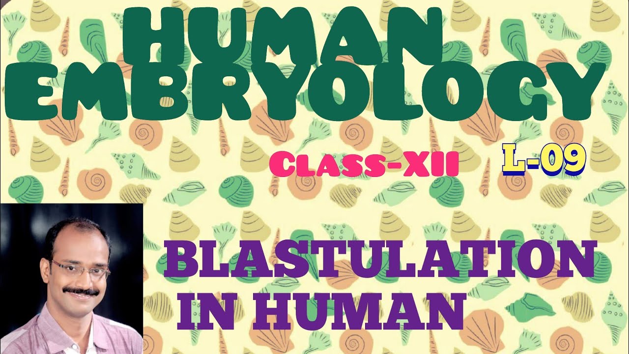 BLASTULATION IN HUMAN //FORMATION OF BLASTOCYST//TYPES OF BLASTULA ...