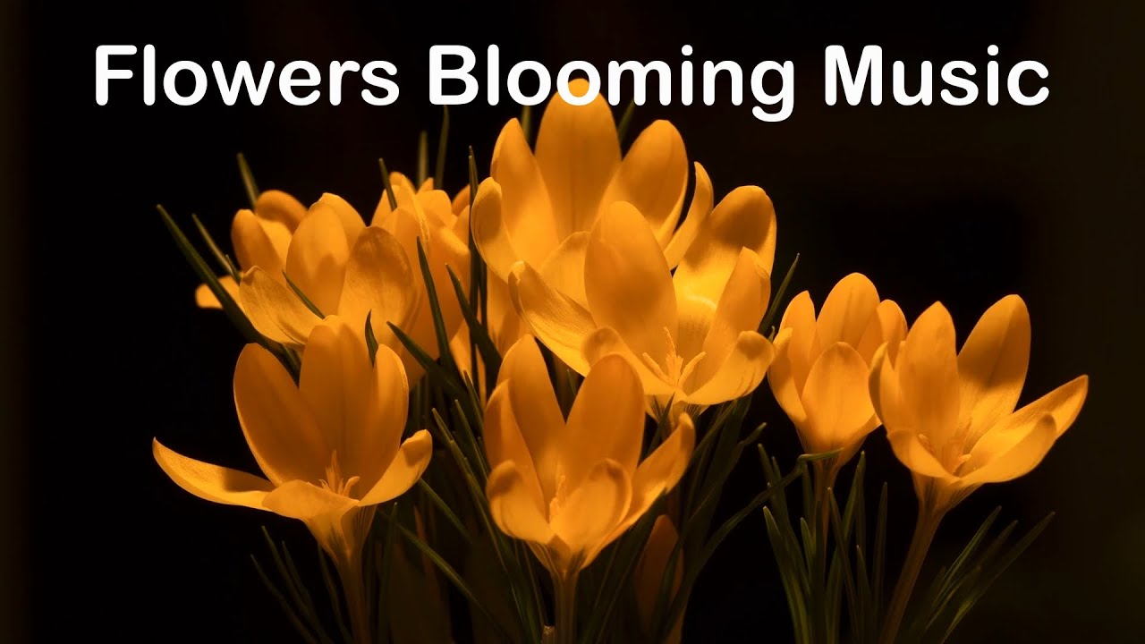 Flowers blooming | Relaxing Music - YouTube