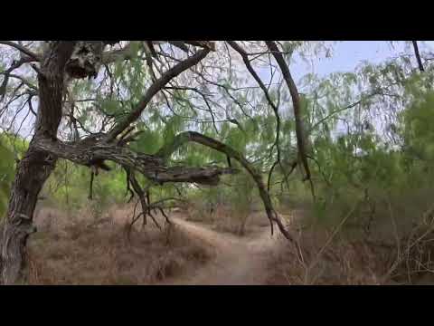 Let’s take a nature walk along the Arroyo Colorado - YouTube