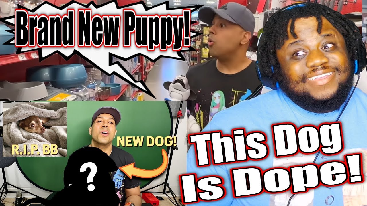 DashieGames I GOT A NEW DOG!! (R.I.P. BB) | Dairu Reacts - YouTube