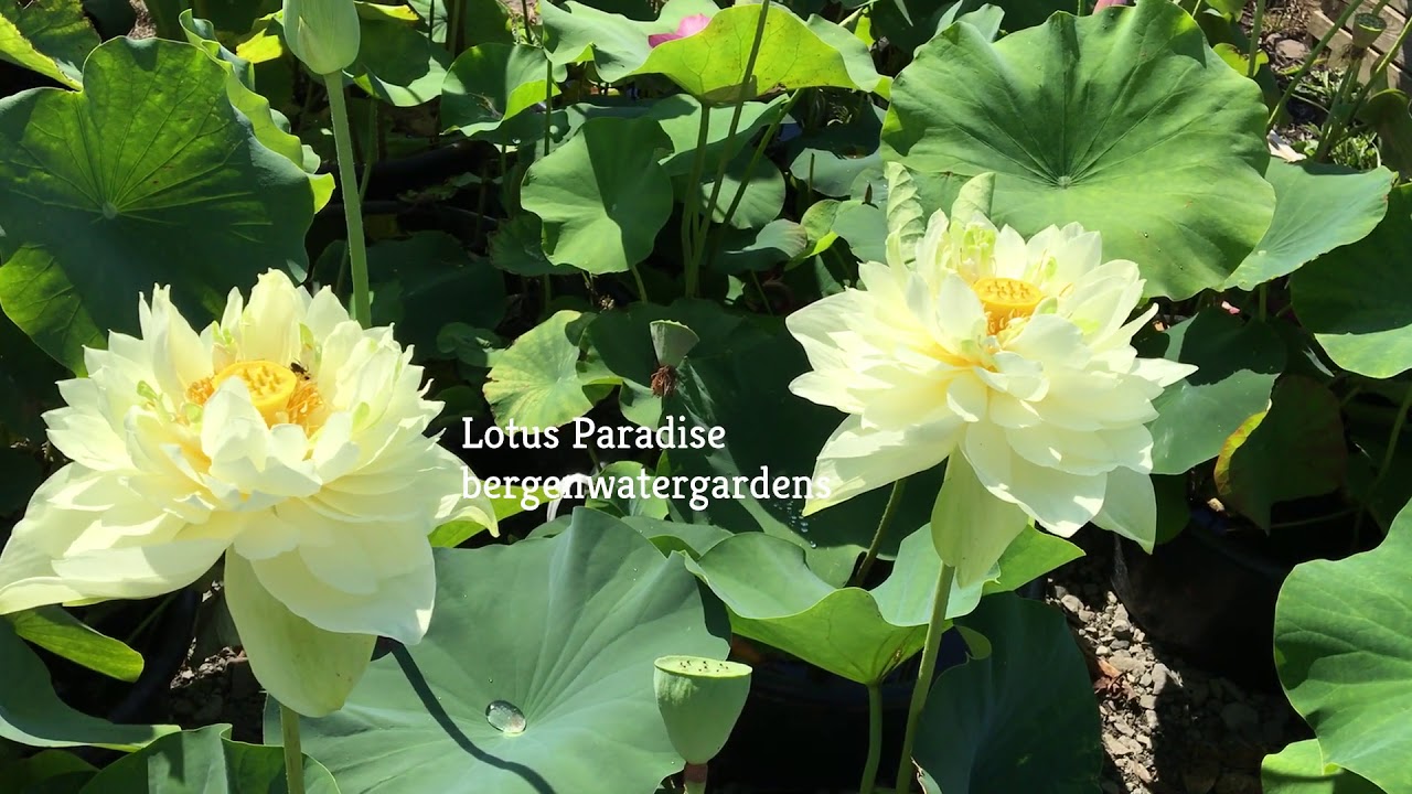 Dancing Sword Lotus - YouTube