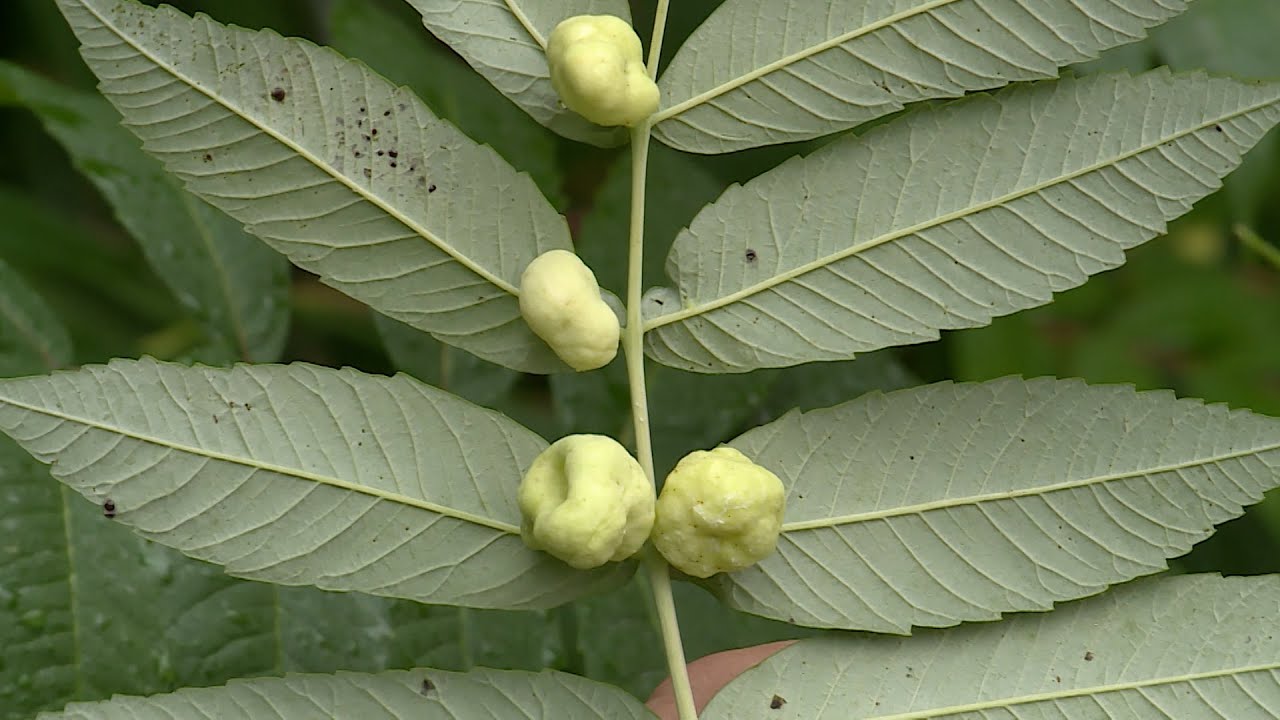 Tree Galls – Garden Notes - YouTube