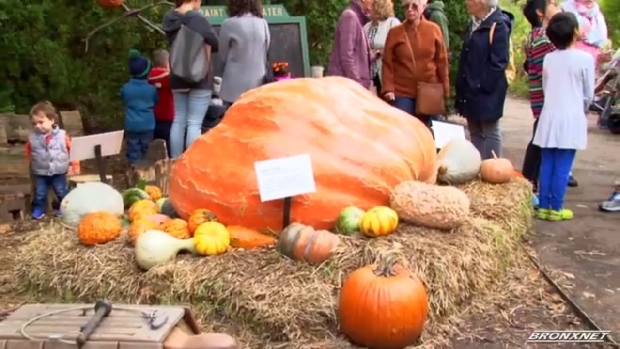 New York Botanical Garden Giant Pumpkin Weekend - YouTube