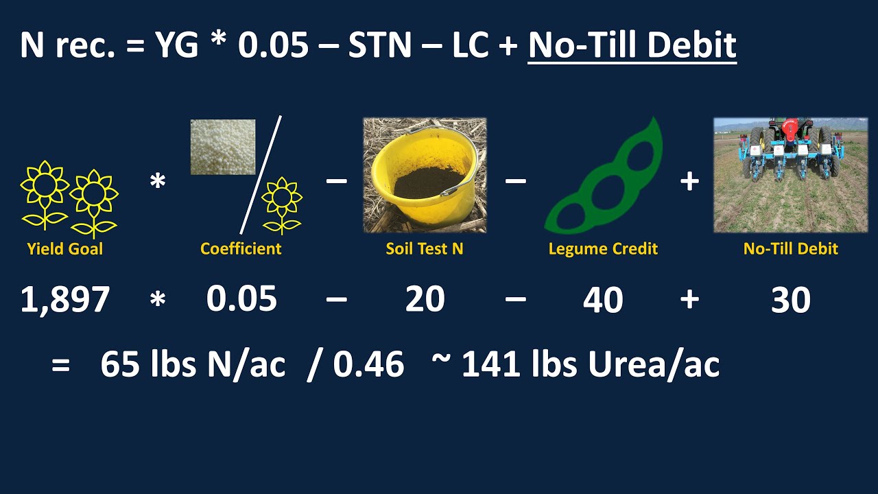 Sunflower Nitrogen Fertilizer Recommendations Explained - YouTube