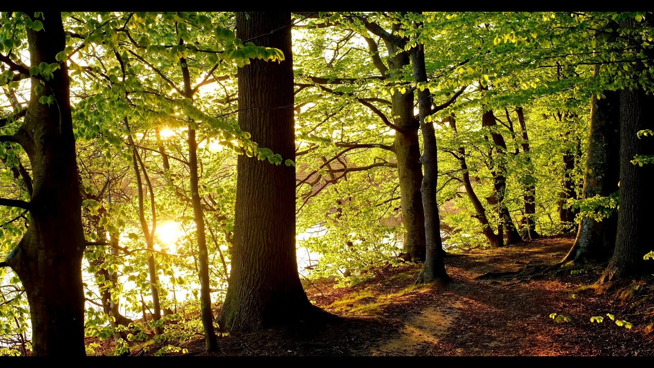 Relax in a peaceful spring forest with beautiful piano pieces and ...