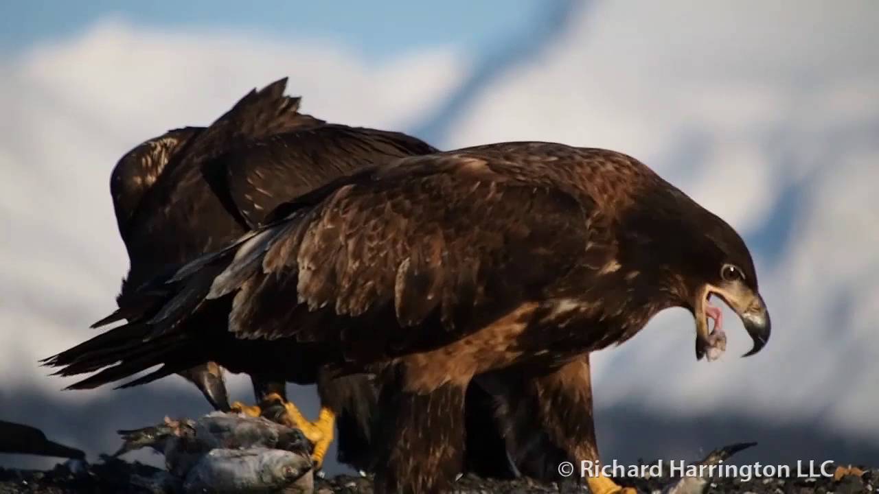 Some Dope Eagle Video Commentary - YouTube