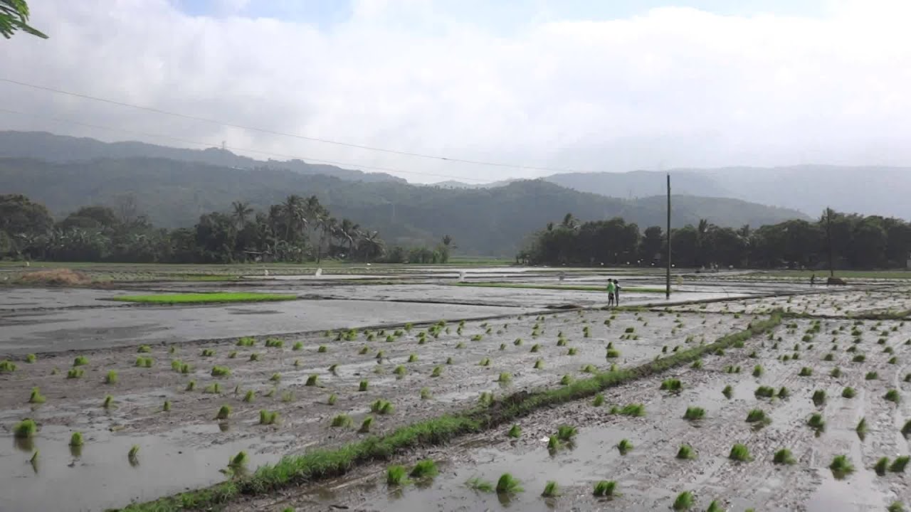 Ricefields in Laguna, Philippines - YouTube