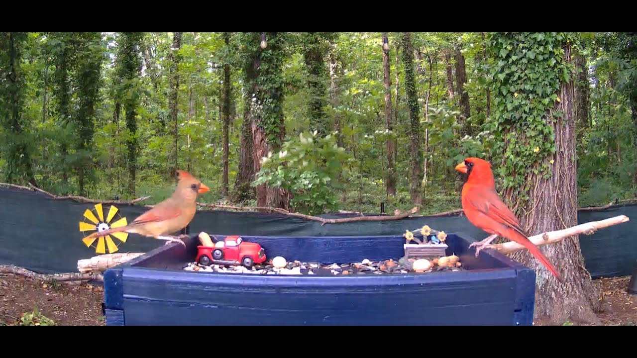 Birds, Baths & Beyond: Relaxing Bird Watching & Chorus, Nature ...