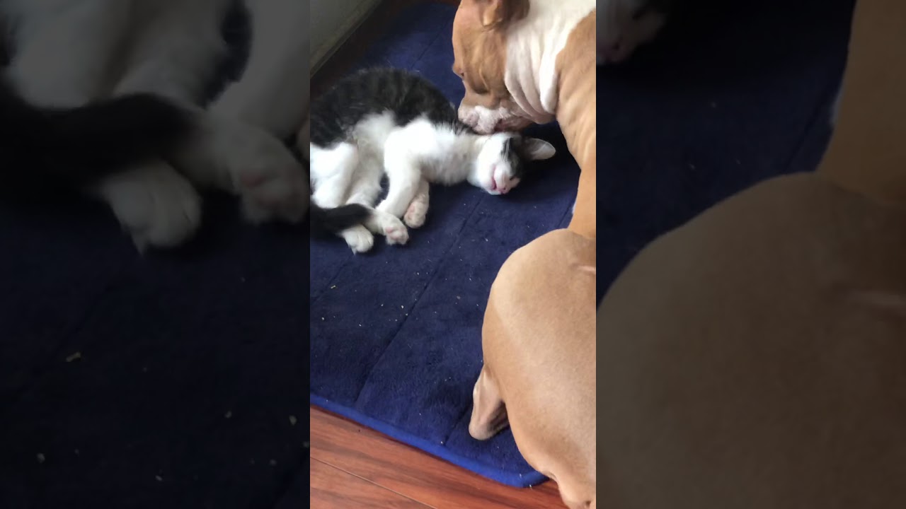 Dog eating dead cat! - YouTube