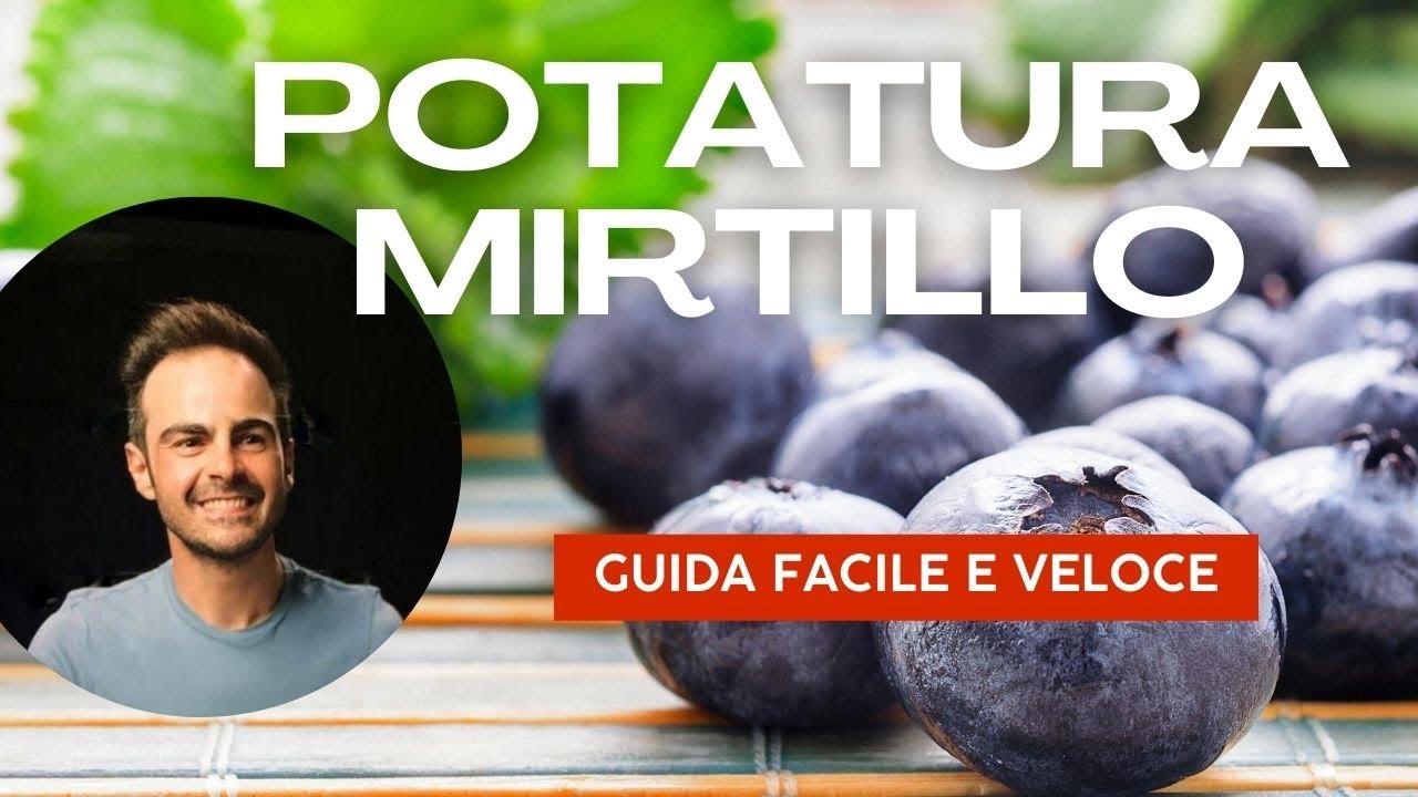 Potare il mirtillo: Guida facile e veloce alla potatura - YouTube