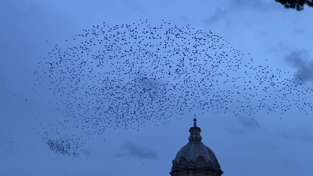 Rome - birds migration - YouTube