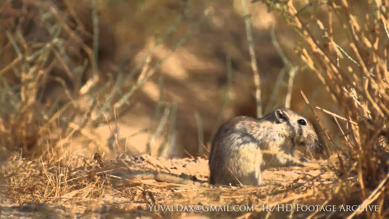 Fat sand rat 4K /פסמון - YouTube