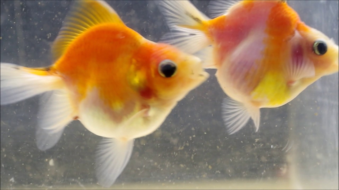 Alevins 2016 - YouTube