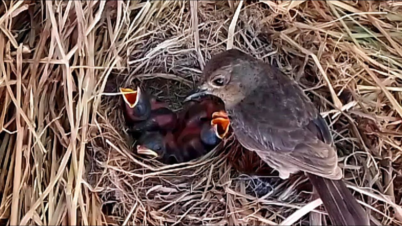 Sooty chat trying Baby Birds eat forever - YouTube