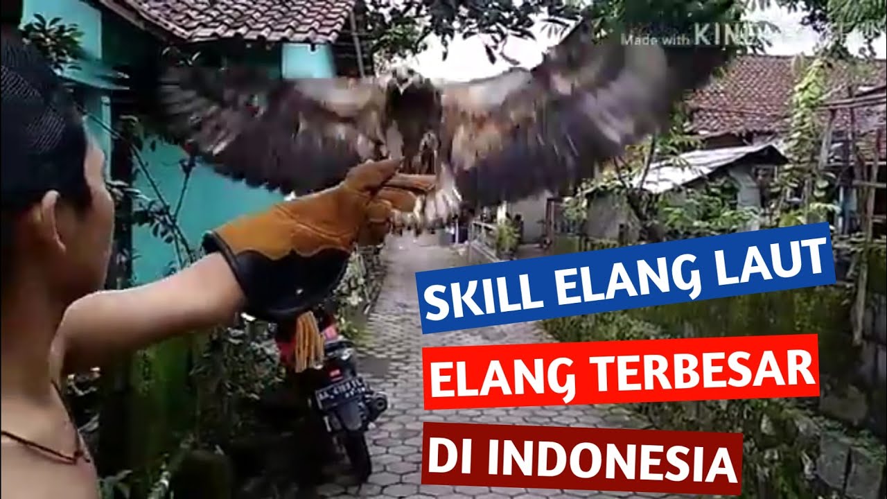 Elang Laut Elang Brontok, Elang Laut Dada Putih & 10 Jalak Kebo ...
