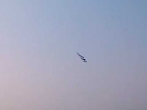 Radio Controlled Bird - Home Made ONE - YouTube