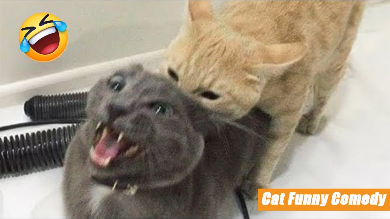 Hilarious Cat Antics That Will Make You LOL! 😹😍 Daily FUNNY memes Part ...