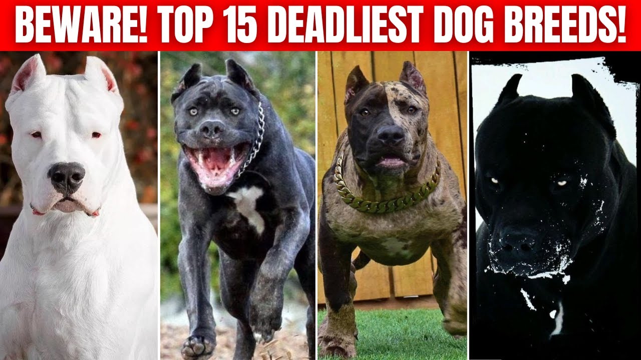15 most dangerous fighter dog breeds. - YouTube