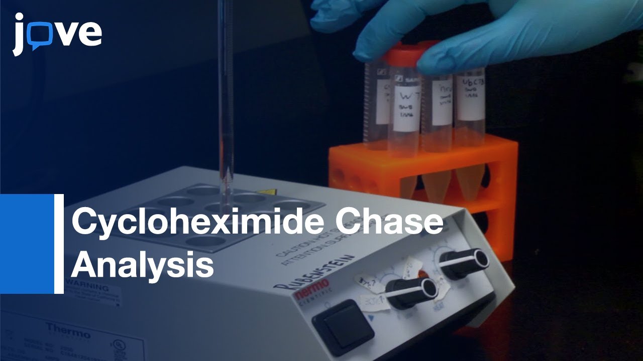Cycloheximide Chase Analysis Of Protein Degradation: Saccharomyces ...