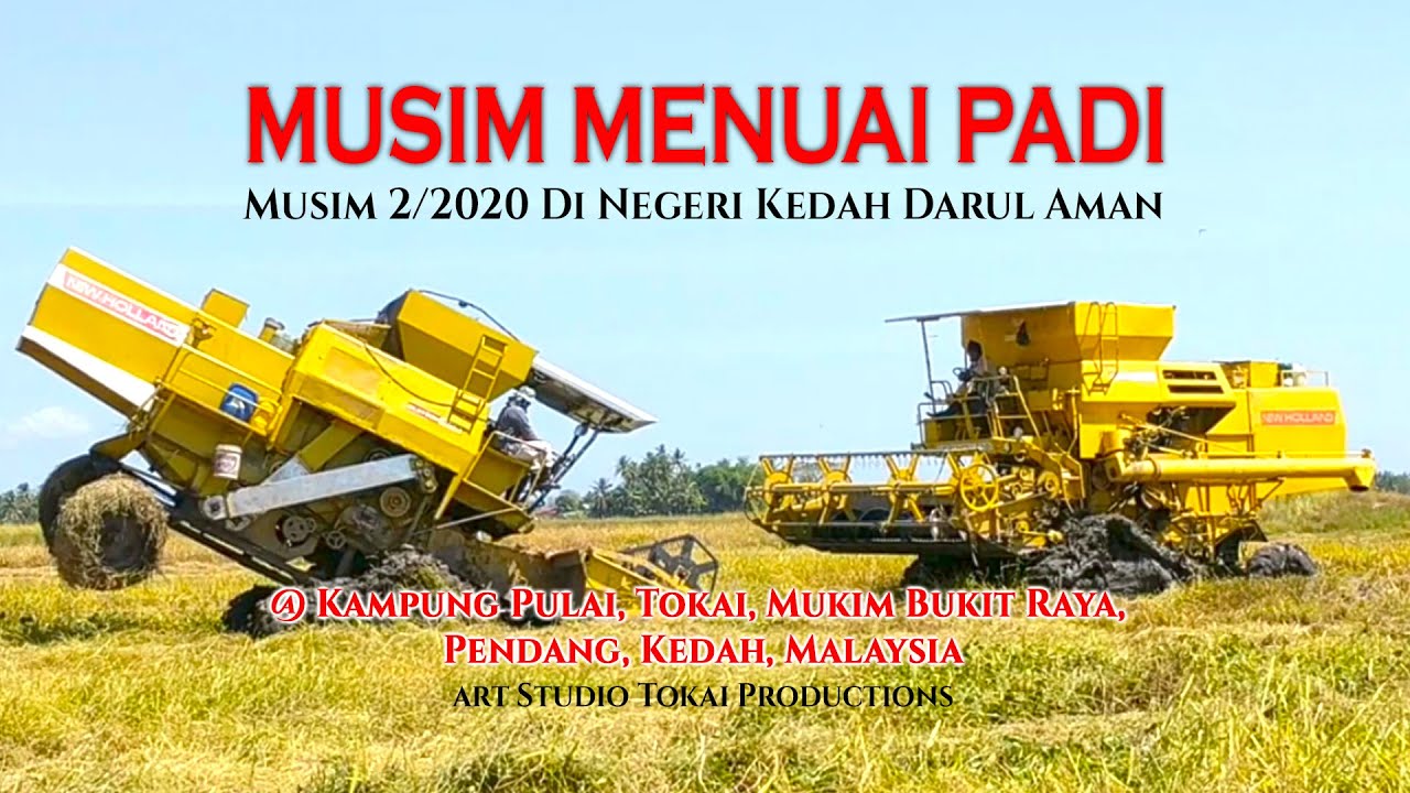 MUSIM MENUAI PADI DI NEGERI KEDAH | MUSIM 2/2020 - YouTube
