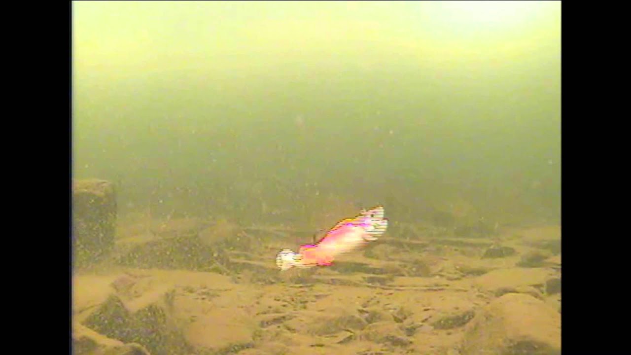 Underwater UV Mimic Minnow Ice - YouTube
