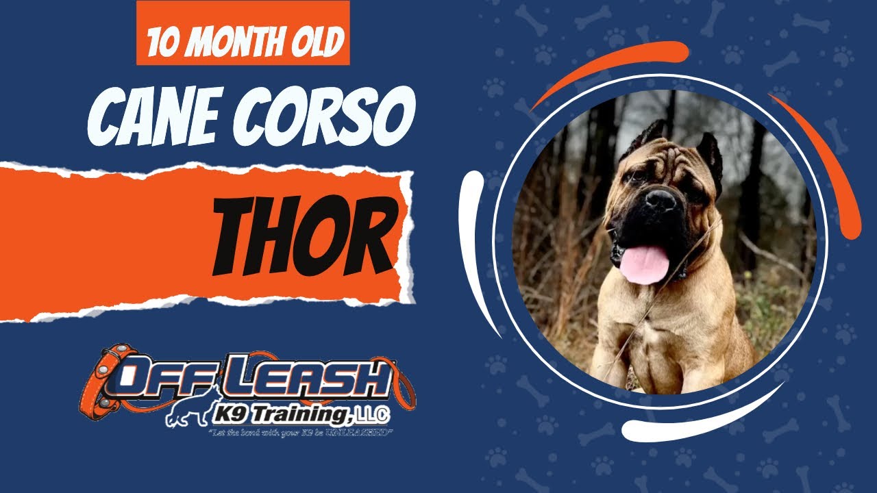 Thor | 10 Month Old Cane Corso | Cane Corso Training in Duluth - YouTube