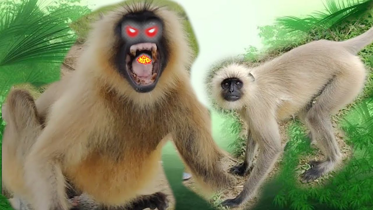 hanuman ji #monkey - YouTube