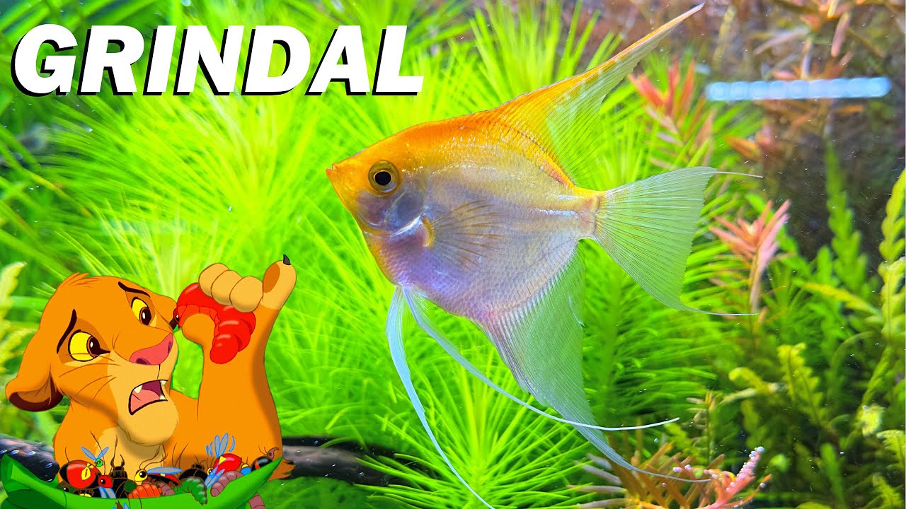 GRINDAL EL SÚPER ALIMENTO NATURAL PARA PECES 🐠 - YouTube