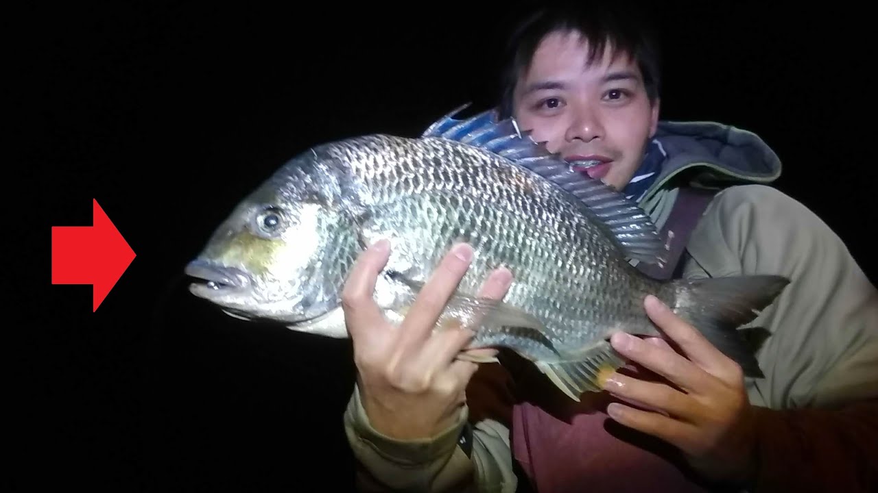 This is how I catch monster bream! 47.5cm - YouTube
