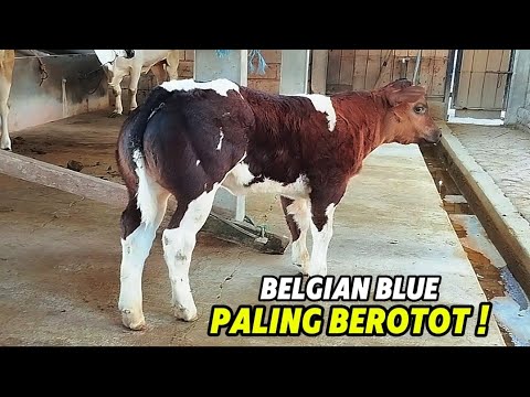 ANAK SAPI BELGIAN BLUE UMUR 2 BULAN PALING GANAS OTOT GANDANYA🔥 - YouTube