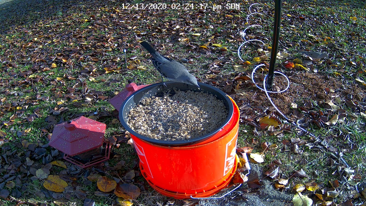 Mockingbird and mourning dove - YouTube