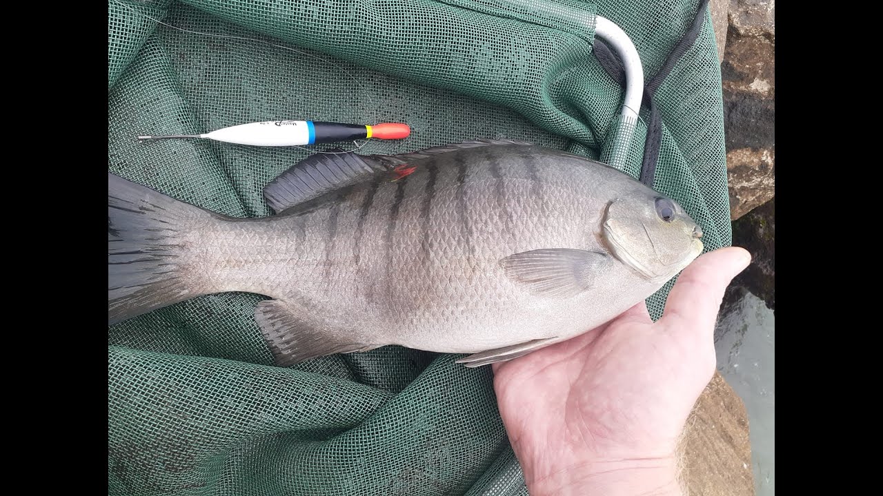 Gear & Tackle Talk EP 1- My light Blackfish/Luderick rock fishing ...