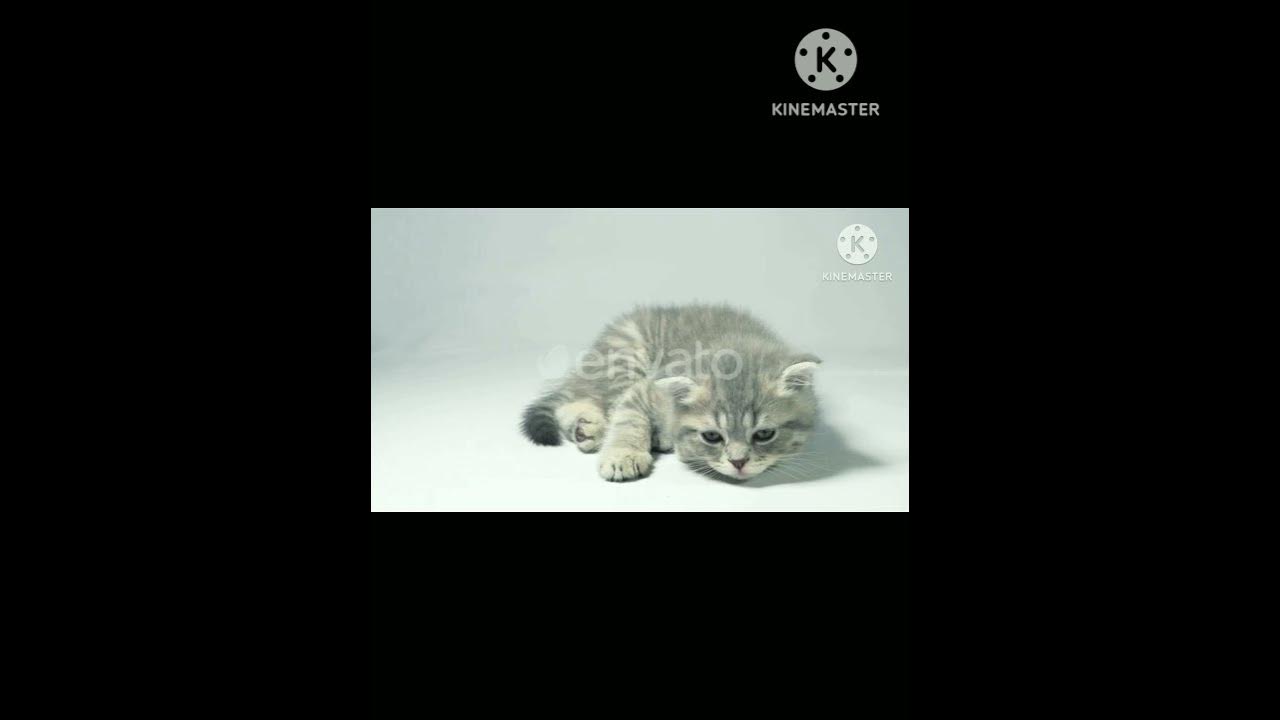 Cute Cat Youtube