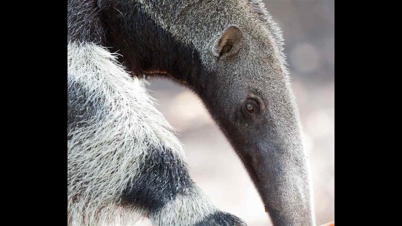 Giant Anteater Exhibit Tutorial - YouTube