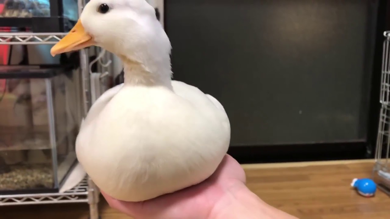 Palm lovely cole duck, also known as "little duck", can suck ~ can ...