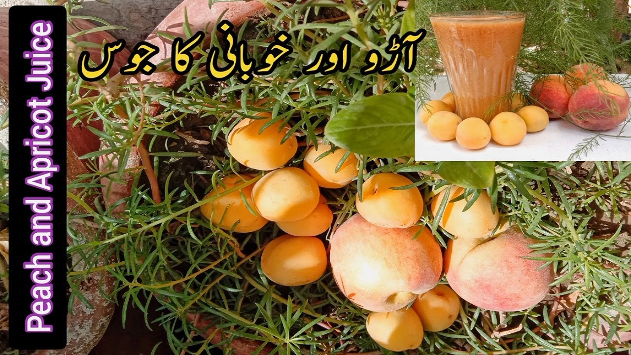 Peach and Apricot Juice by Arain Kitchen | Peach Juice | Apricot Juice ...