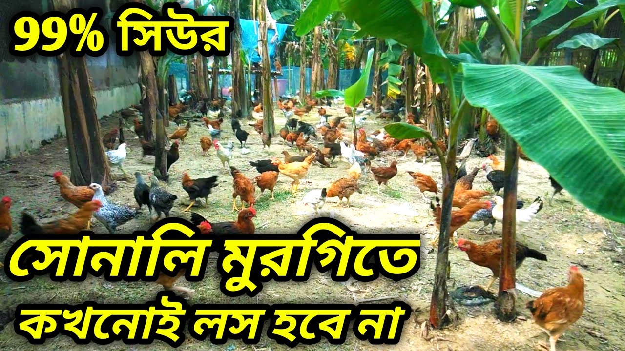 শিখুন, কেন সোনালি মুরগিতে লস হয় না। Sonali Hen Rearing Farm Video ...