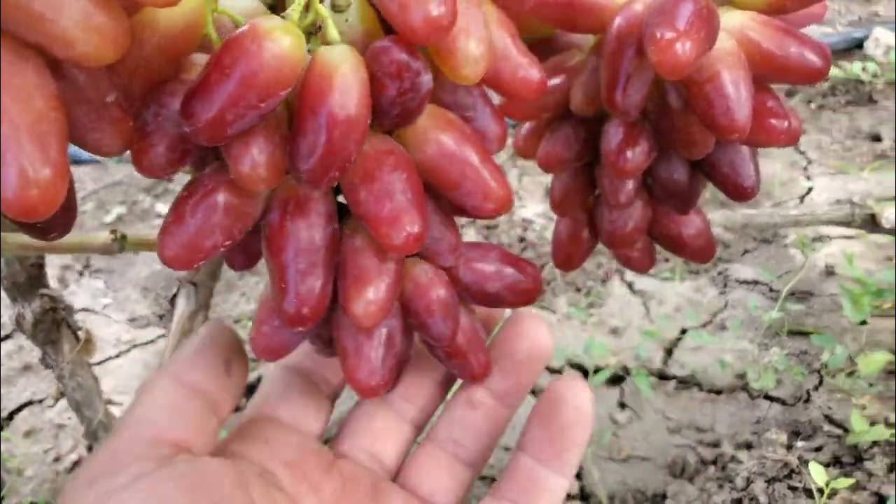 Виноград АБАЖУР и ЗЕВС на 07.08.23🍇👍🤠 - YouTube