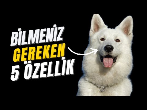KÖPEKLER HAKKINDA BİLMEDİĞİMİZ 5 ÖZELLİK? 🐕