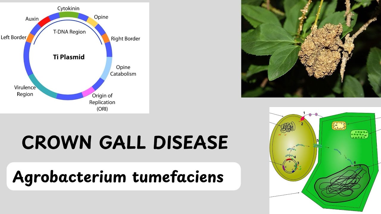 Crown Gall Disease | Plant Pathology - YouTube