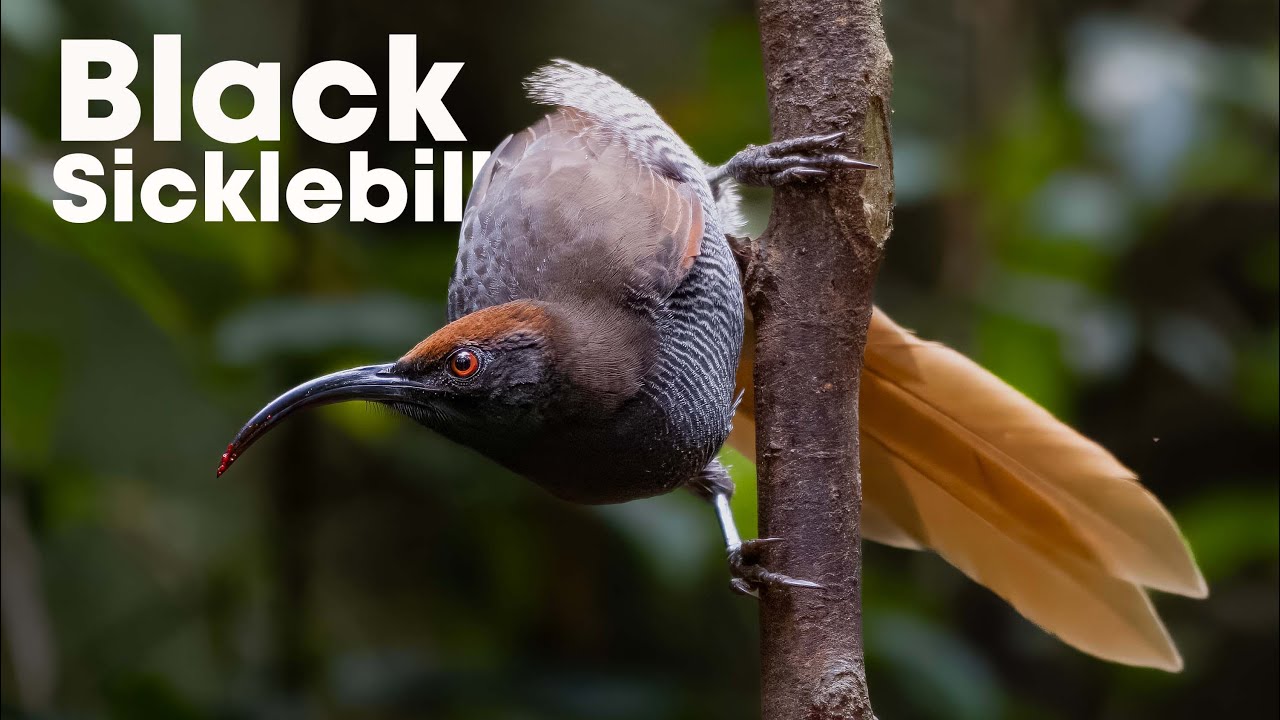 Female Black Sicklebill | Birds of Paradise | 4K Video from West Papua ...