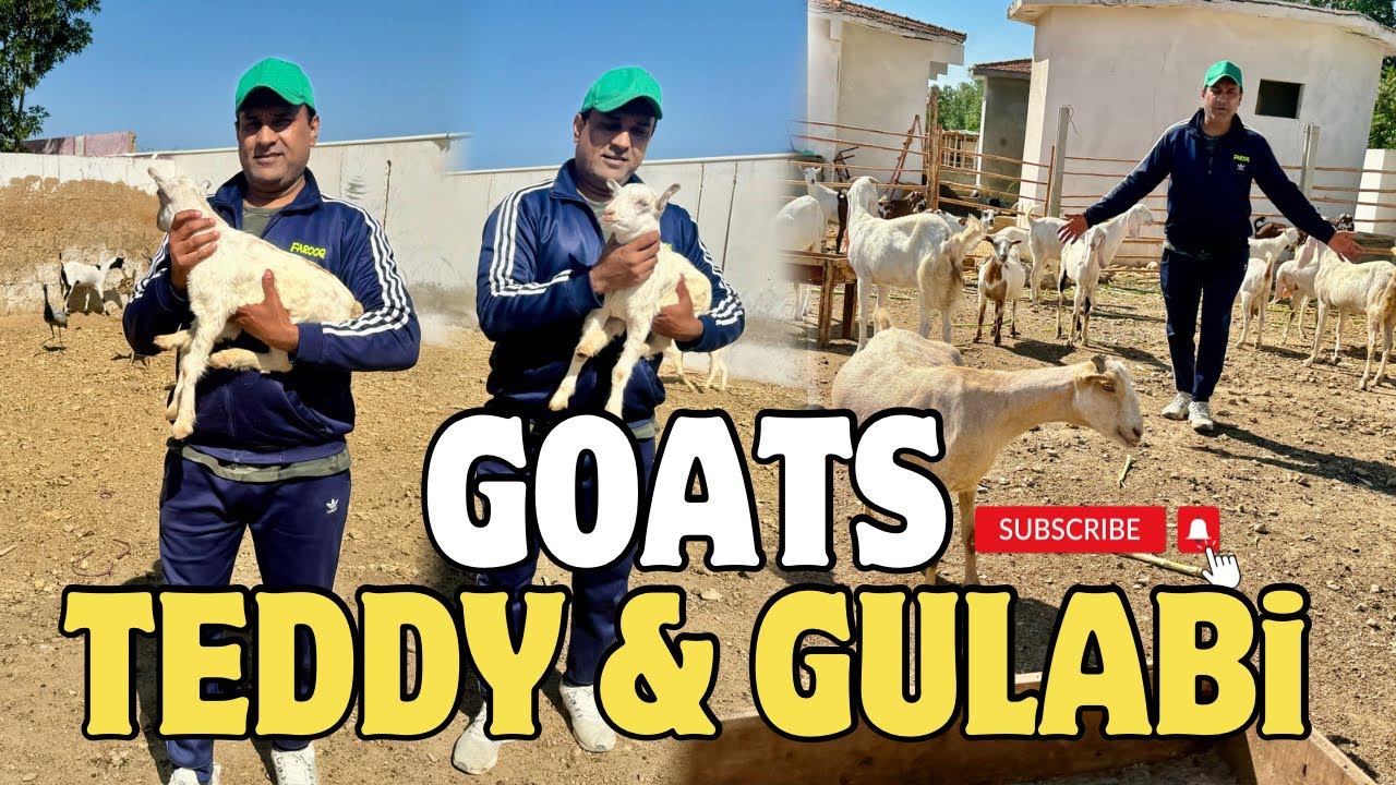 Goat Farming in Pakistan | Teddy Bakri | Gulabi Bakri | Deer Farming ...
