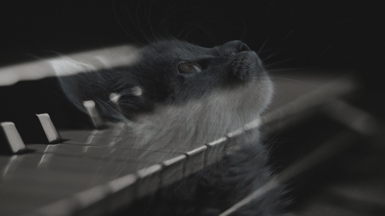 REMEMBERING YOUR CAT with This Beautiful Piano Instrumental - Cat Loss ...