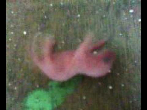 kawawa ANG BABY DAGA - YouTube