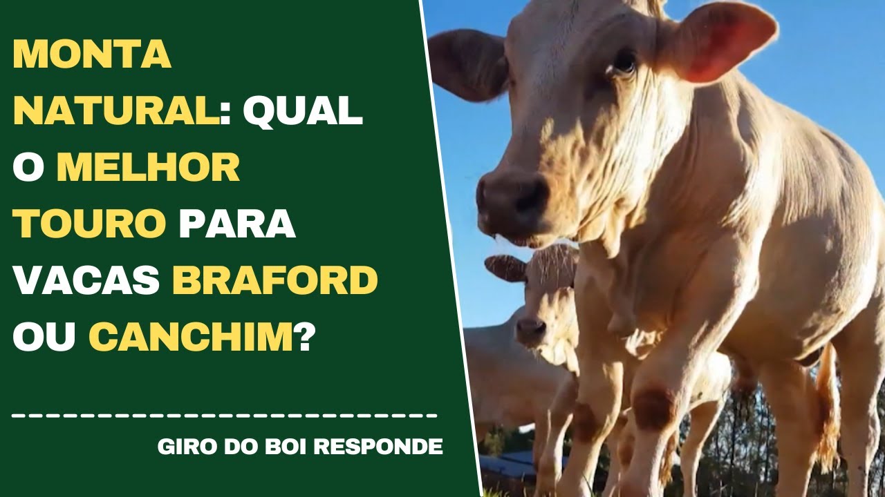 MONTA NATURAL: QUAL O MELHOR TOURO PARA VACAS BRAFORD OU CANCHIM? - YouTube