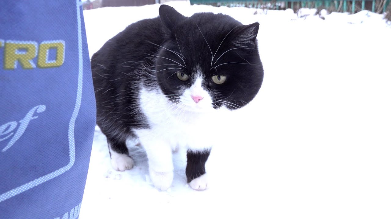 Street Smarts: Navigating the Territory of an Angry Tuxedo Cat - YouTube