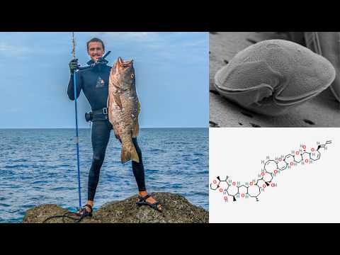 Ciguatera Fish Poisoning Simplified & Explained