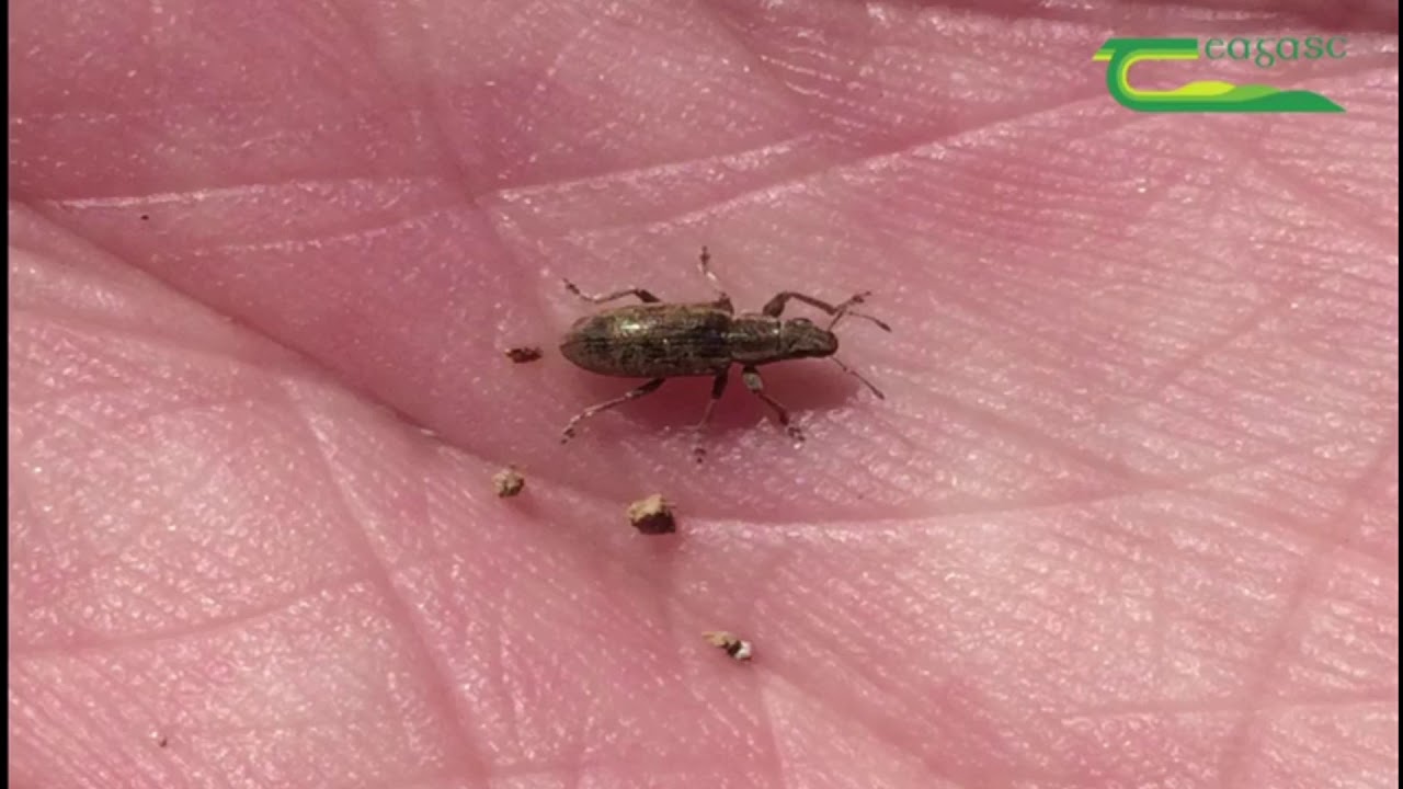 Bean Weevil Control Martin Bourke - YouTube