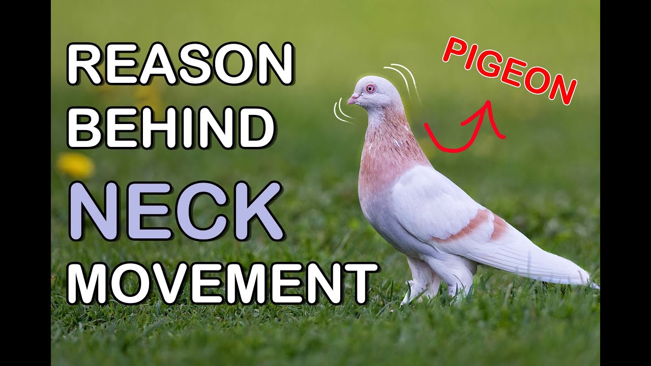 WHY PIGEONS MOVE THEIR NECK? | The Litle Curiousity | - YouTube
